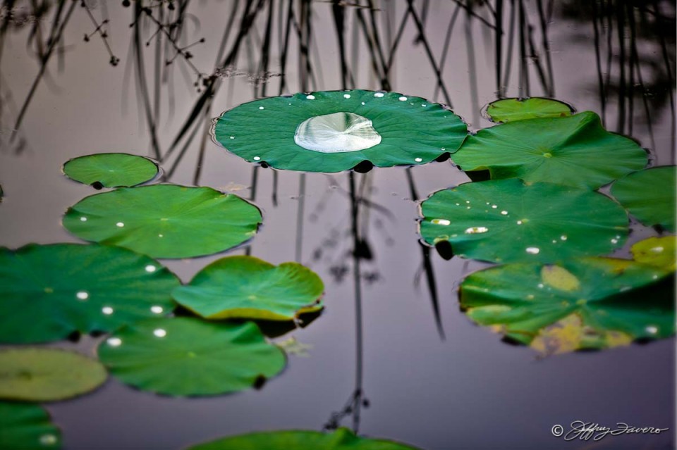Rain On Lily Pads Jeffrey Favero Fine Art Photography