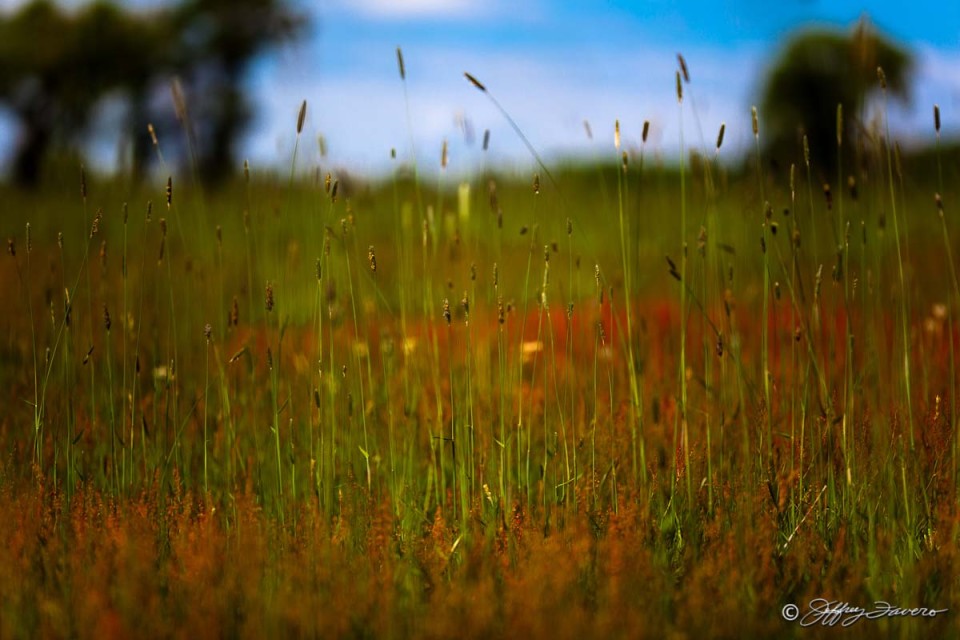 Tall Spring Grass - Jeffrey Favero Fine Art Photography