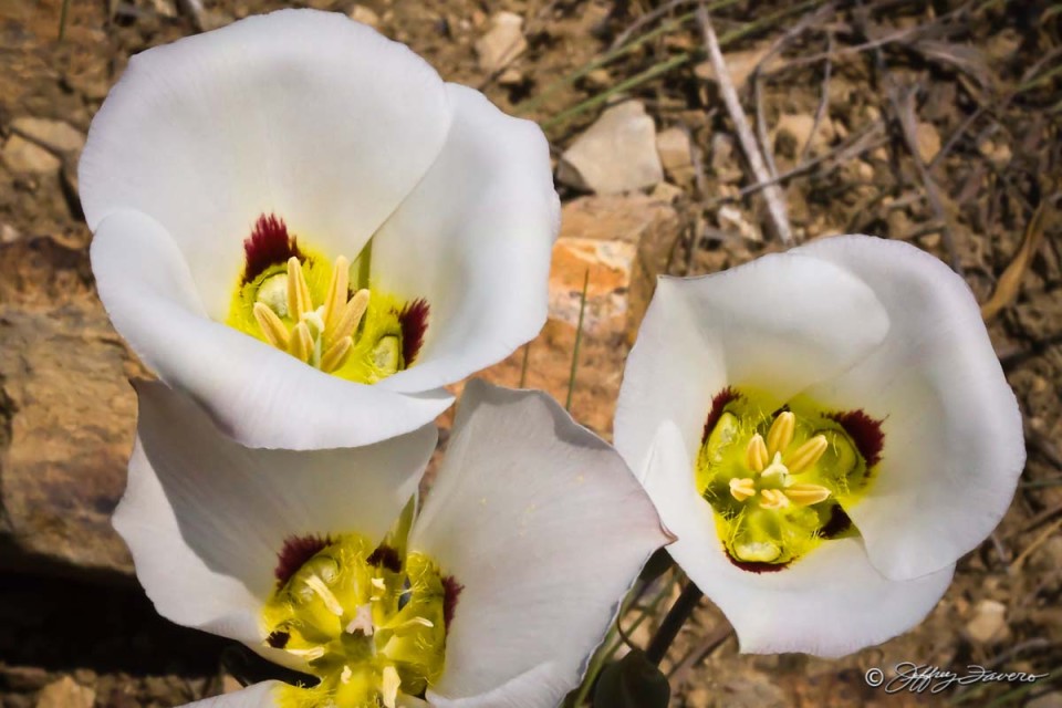 Sego Lilies - Jeffrey Favero Fine Art Photography