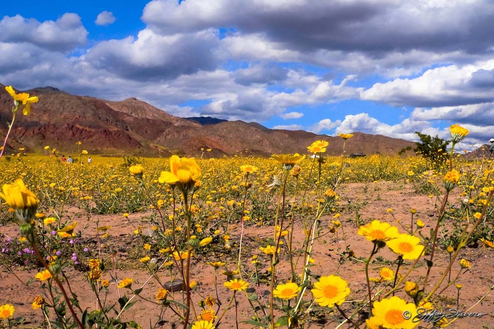 Spring In Death Valley National Park - Jeffrey Favero Fine Art Photography