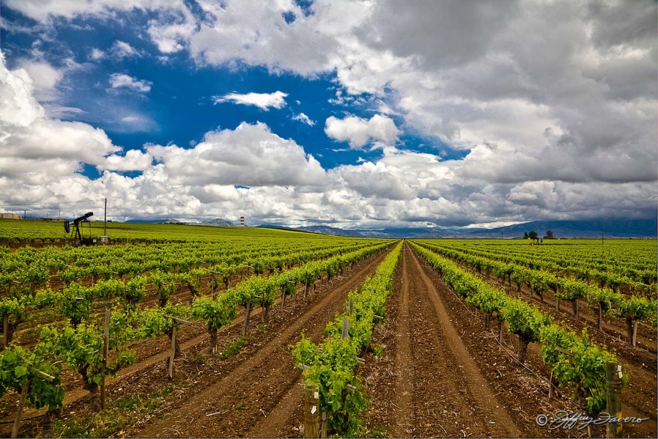 Bakersfield Grape Vines - Jeffrey Favero Fine Art Photography